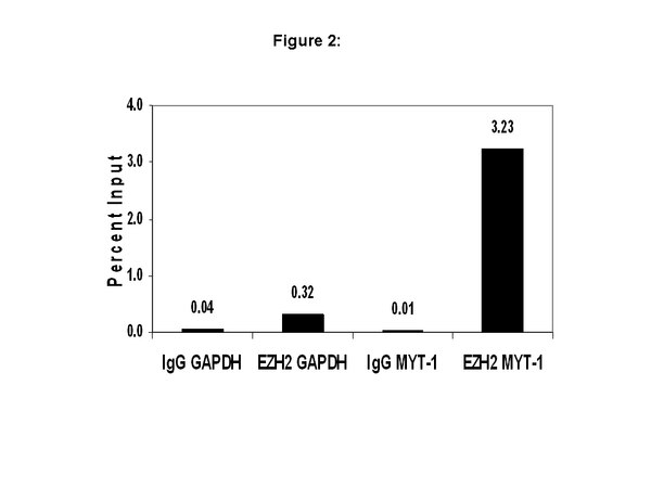 ChIPAb+ EZH2, clone AC22 - ChIP Validated Antibody and Primer Set | 17-662